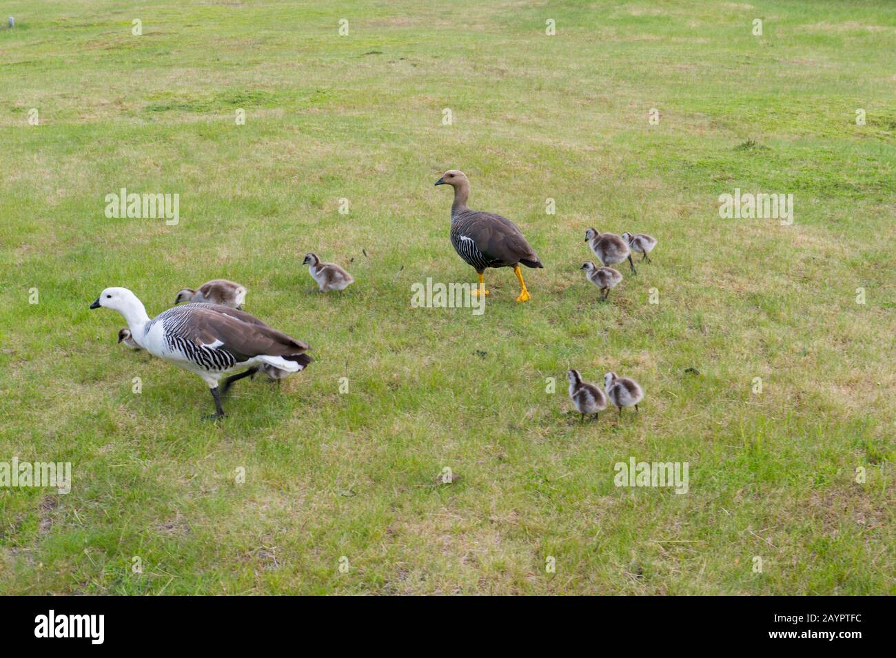 An Upland goose or Magellan Goose (Chloephaga picta) family in Torres ...