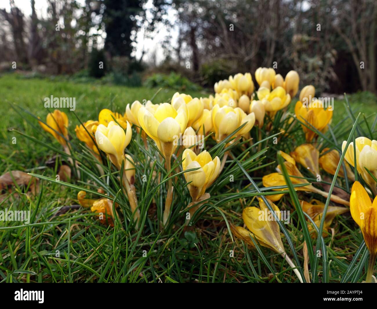 Krokus hybride hi-res stock photography and images - Alamy