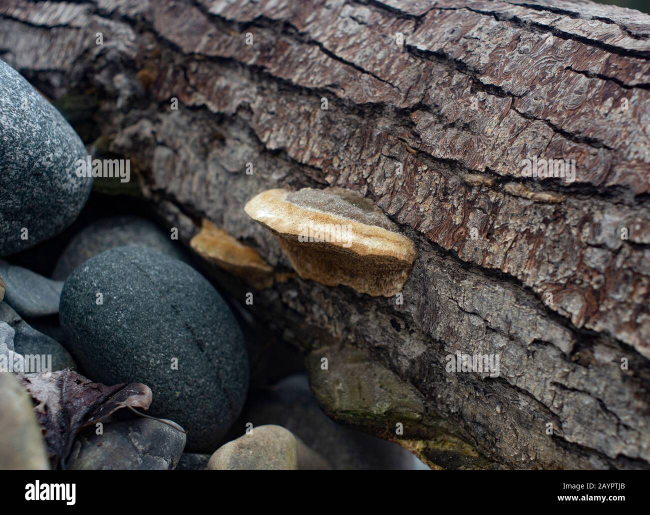 Trog's tramete. The fruiting body of a white rot fungus, Trametes ...