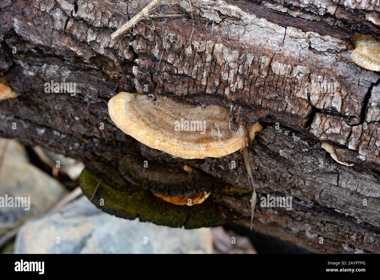 Trog's tramete. The fruiting body of a white rot fungus, Trametes ...