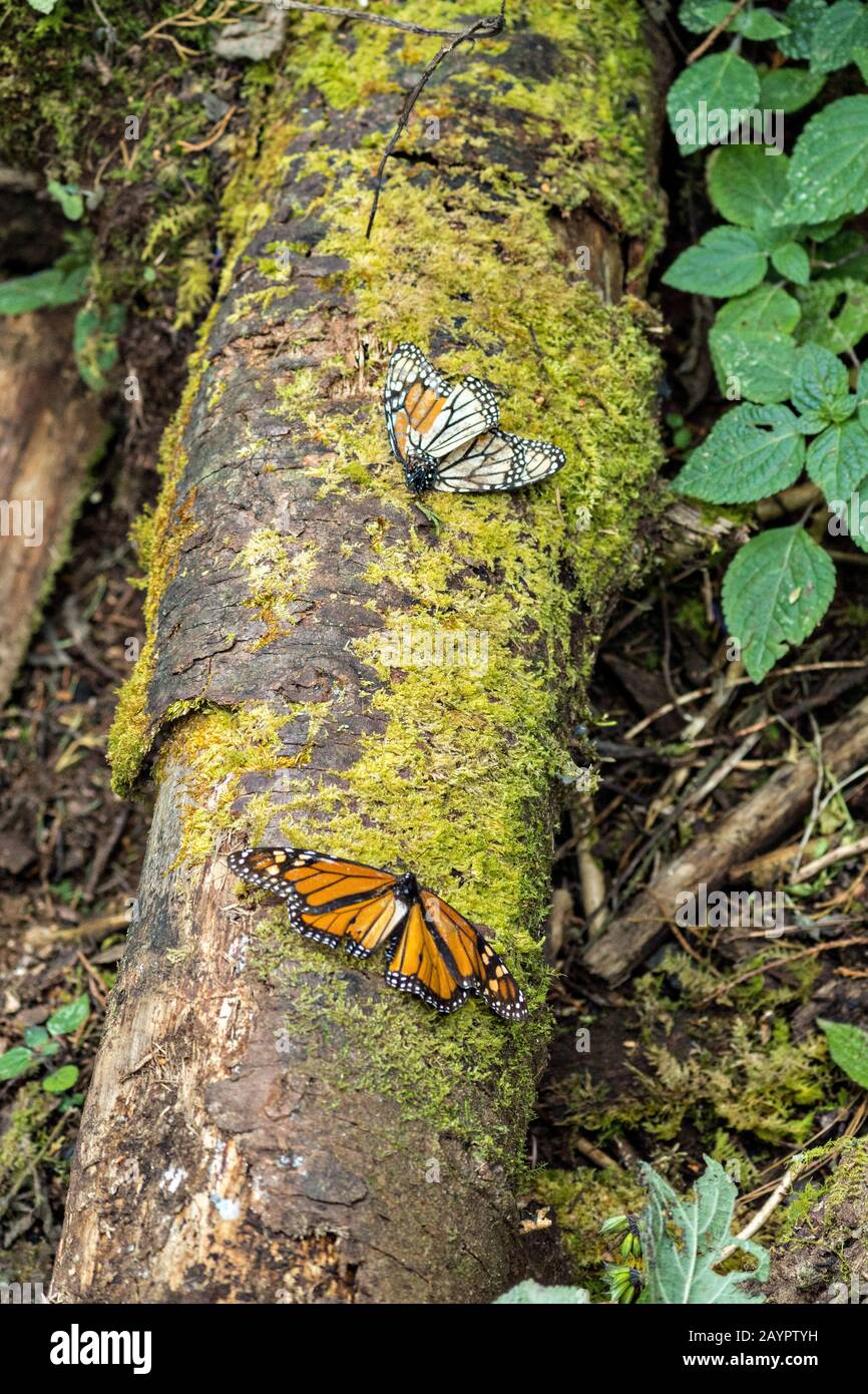 Dead monarch butterfly hi-res stock photography and images - Alamy