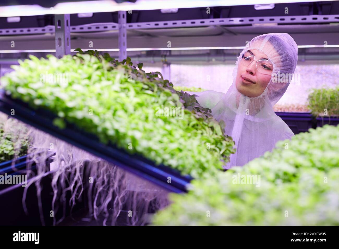 Portrait of female plantation worker arranging trays on shelves in ...