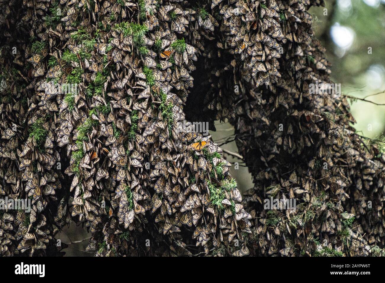 Monarch butterflies mass together on the branches of an Oyamel Fir tree ...
