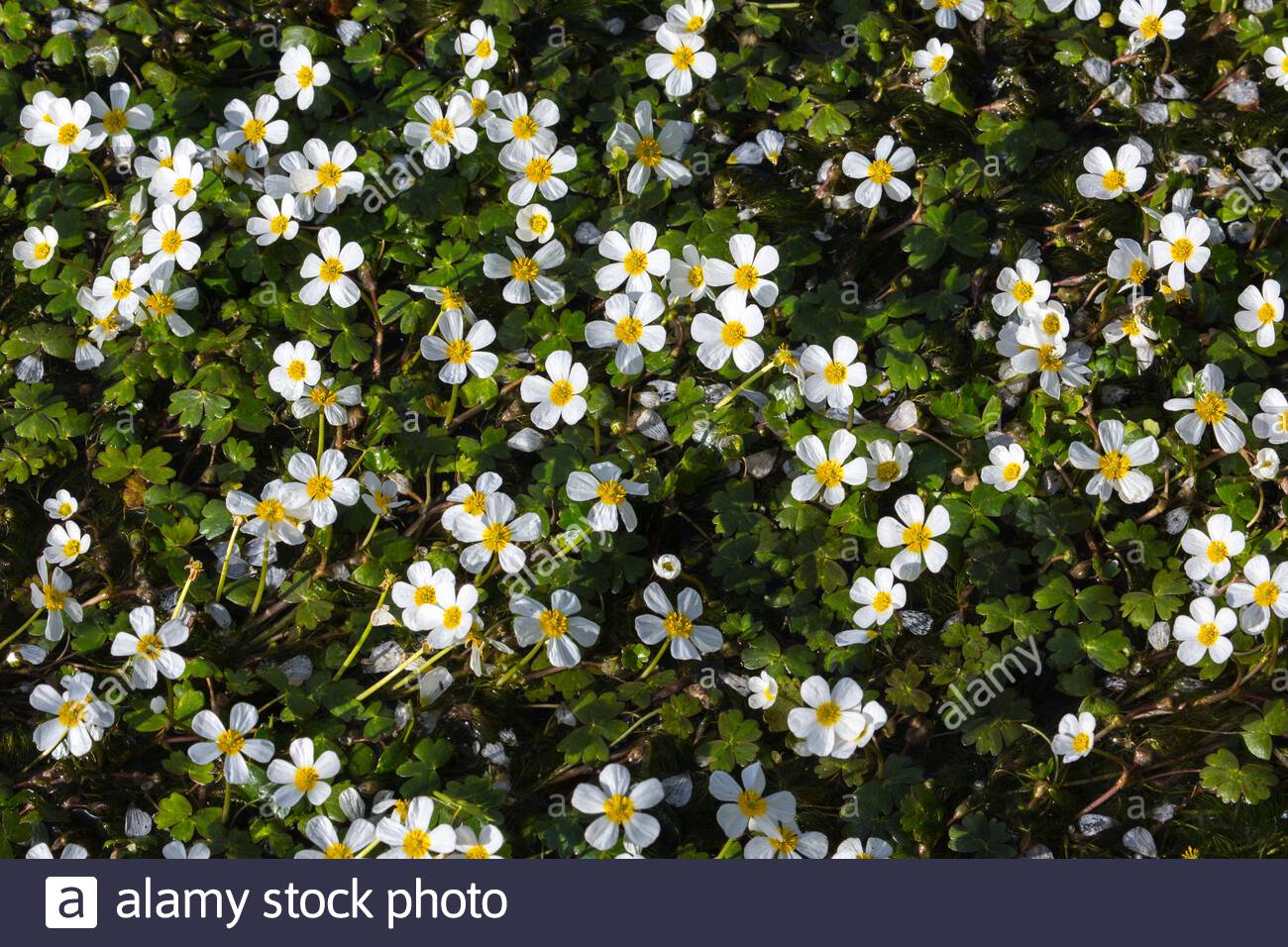 Crowfoot Plant High Resolution Stock Photography and Images - Alamy