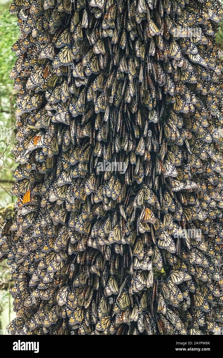 Monarch butterflies mass together on the trunk of an Oyamel Fir tree to ...
