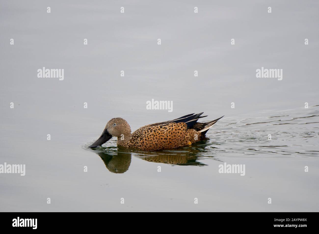 A Red shoveler (Anas platalea) duck at the Laguna Nimez Bird Sanctuary ...