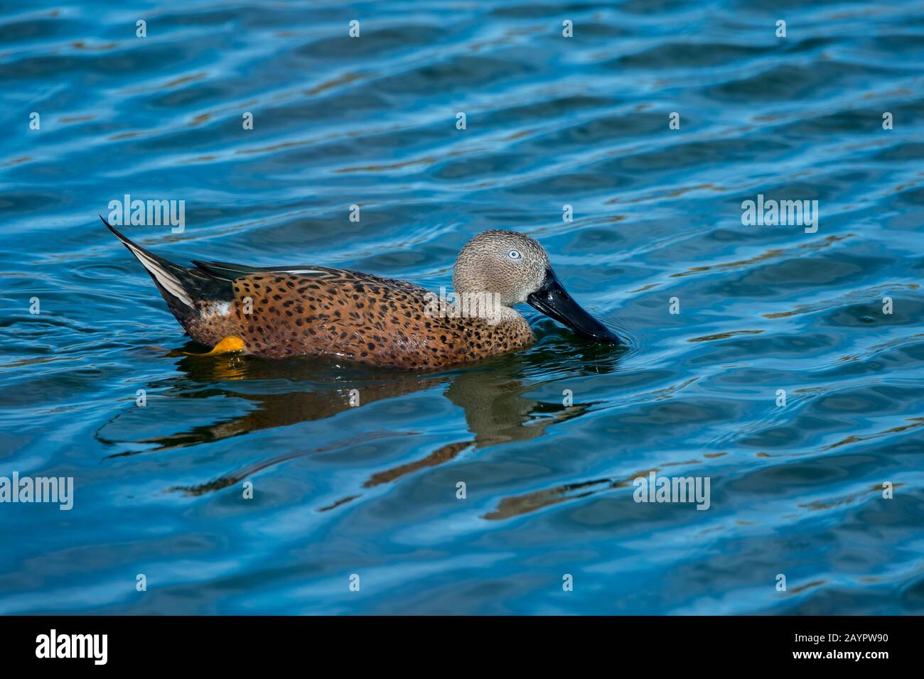 A Red shoveler (Anas platalea) duck at the Laguna Nimez Bird Sanctuary ...