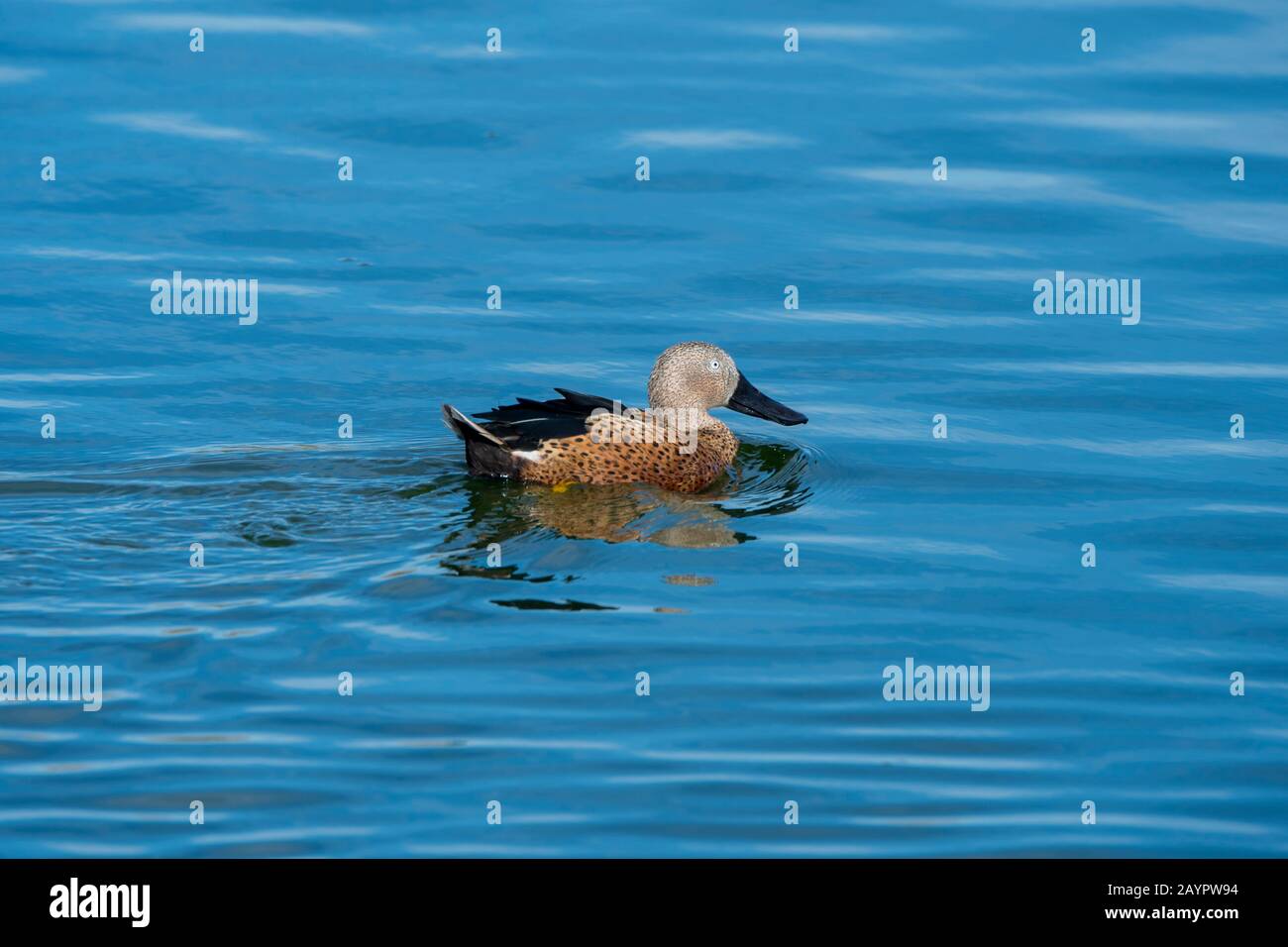 A Red shoveler (Anas platalea) duck at the Laguna Nimez Bird Sanctuary ...