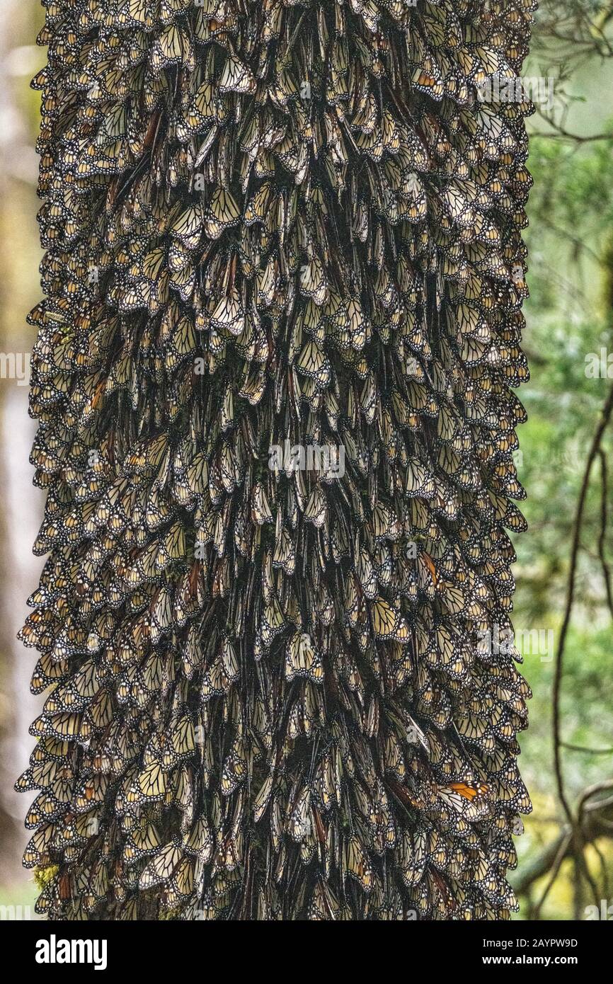 Monarch butterflies mass together on the trunk of an Oyamel Fir tree to ...