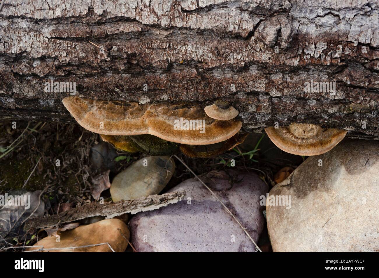 Trog's tramete. The fruiting body of a white rot fungus, Trametes ...