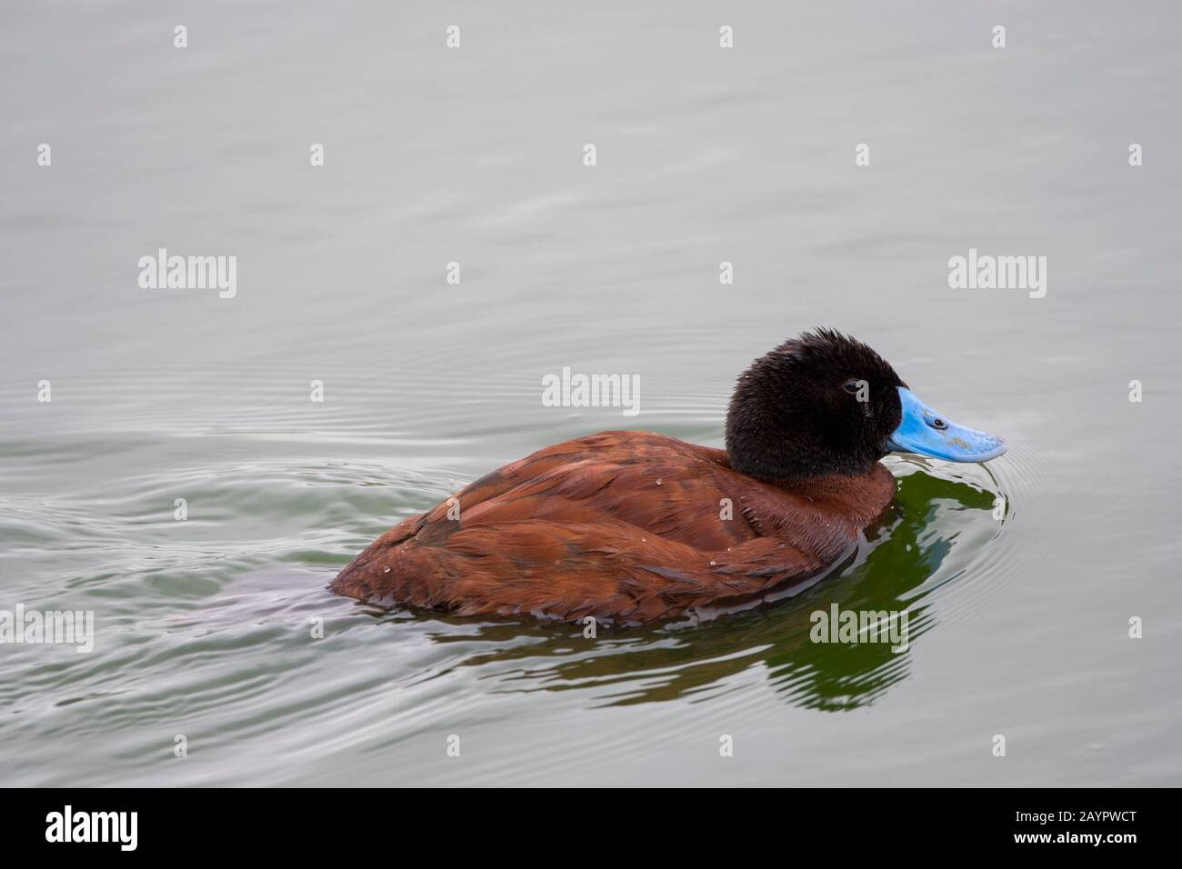 A ruddy duck (Oxyura jamaicensis) male at the Laguna Nimez Bird ...
