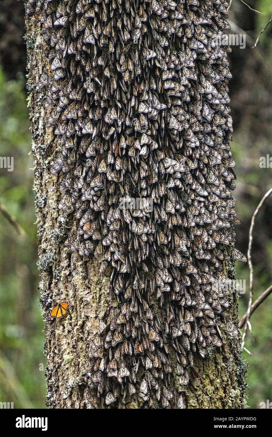Monarch butterfly on tree trunk hi-res stock photography and images - Alamy