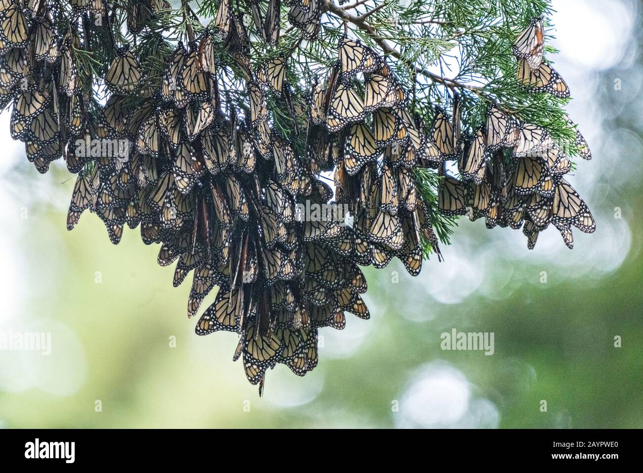 Monarch butterflies mass together on the branches of an Oyamel Fir tree ...