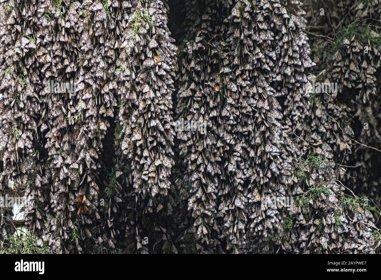 Monarch butterflies mass together on the branches of an Oyamel Fir tree ...