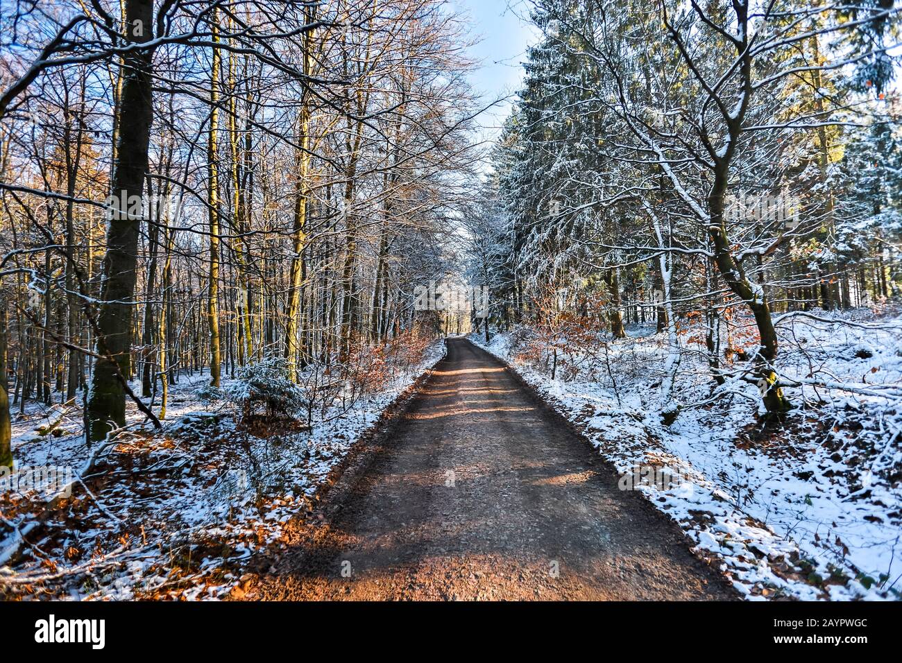 a pathway through an winter mountain forest Stock Photo - Alamy