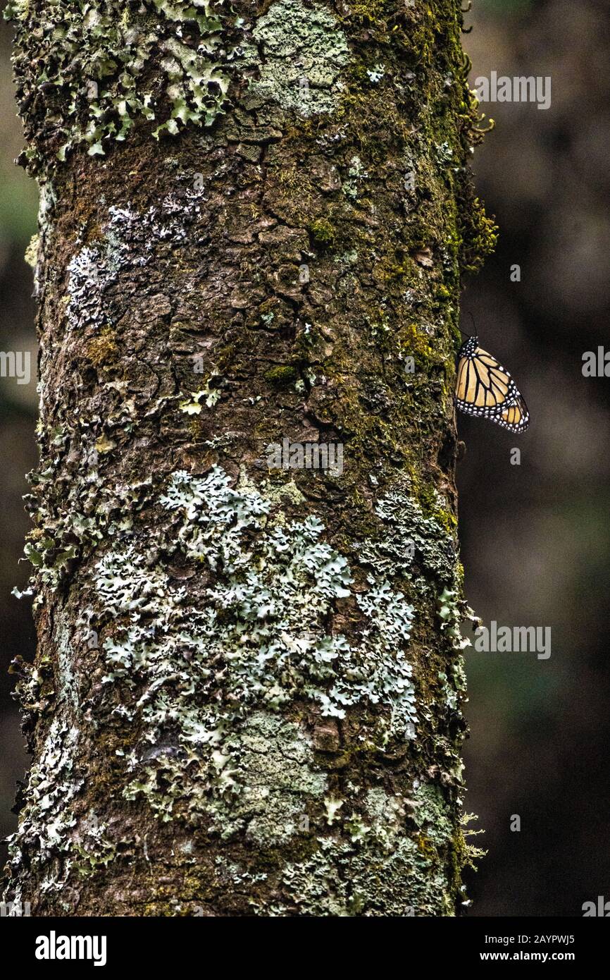 A lone monarch butterfly rests on the trunk of an Oyamel Fir tree in ...