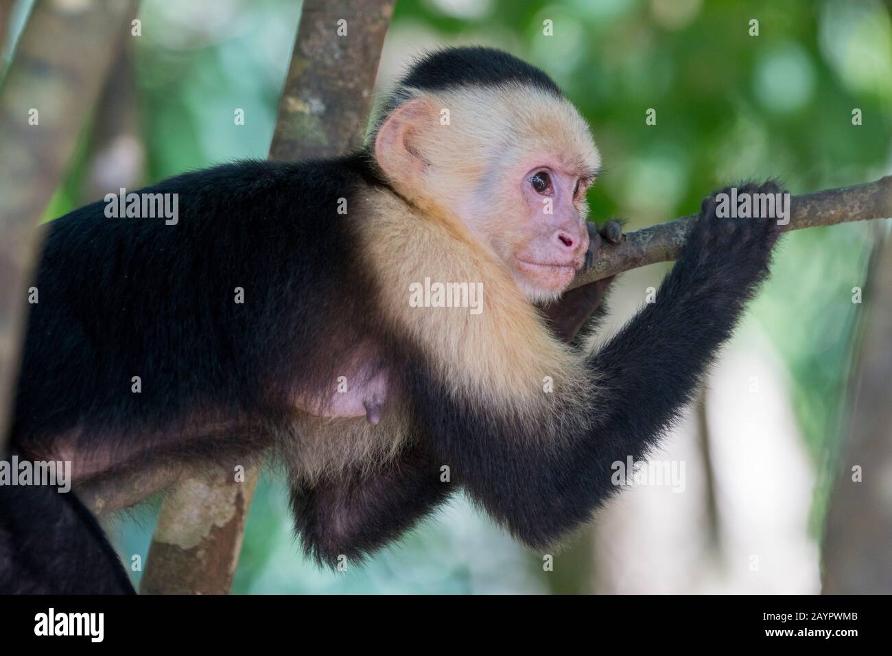 A white-faced capuchin monkey (Cebus capucinus) in the rainforest of ...