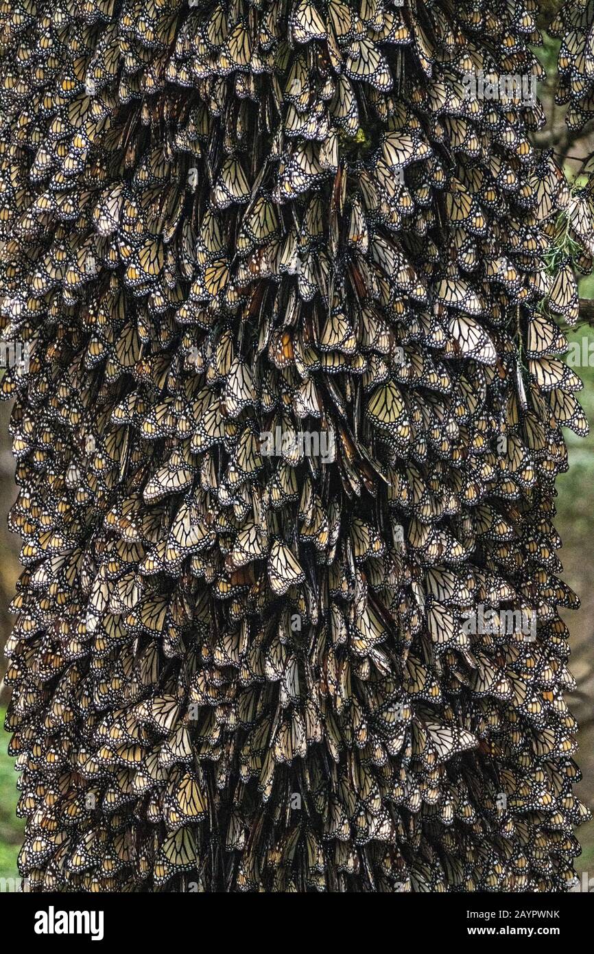 Monarch butterfly on tree trunk hi-res stock photography and images - Alamy