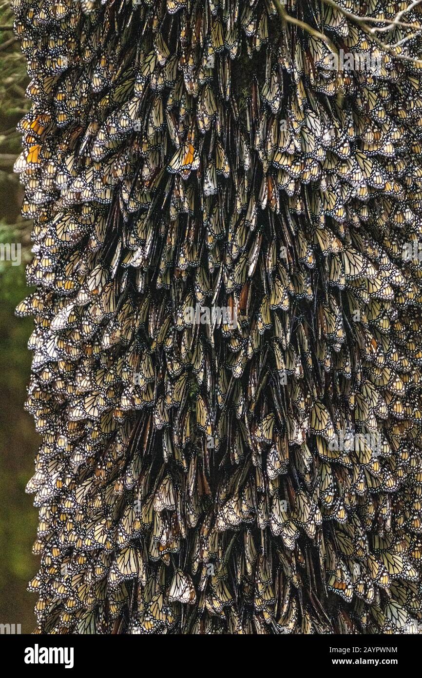 Monarch butterfly on tree trunk hi-res stock photography and images - Alamy