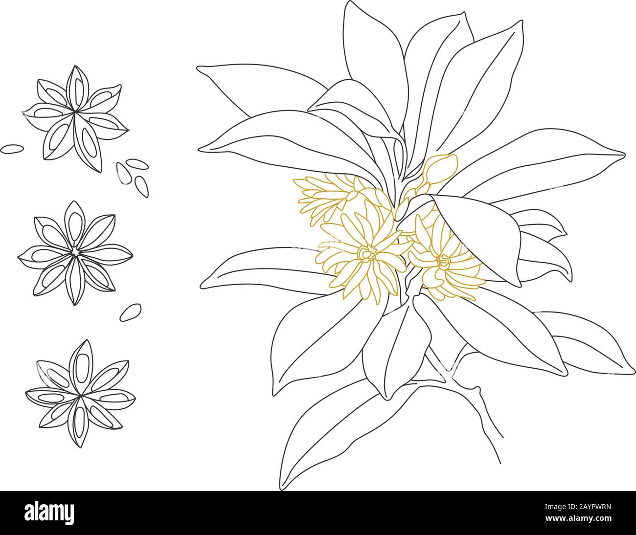 Beautiful Star Anise Vector Line Drawing Design. Illicium Anisatum ...
