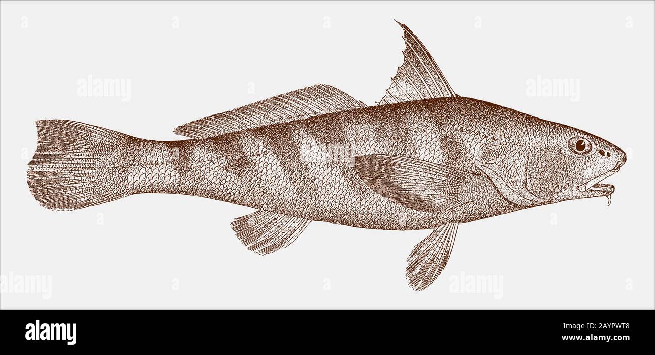 Southern Kingfish