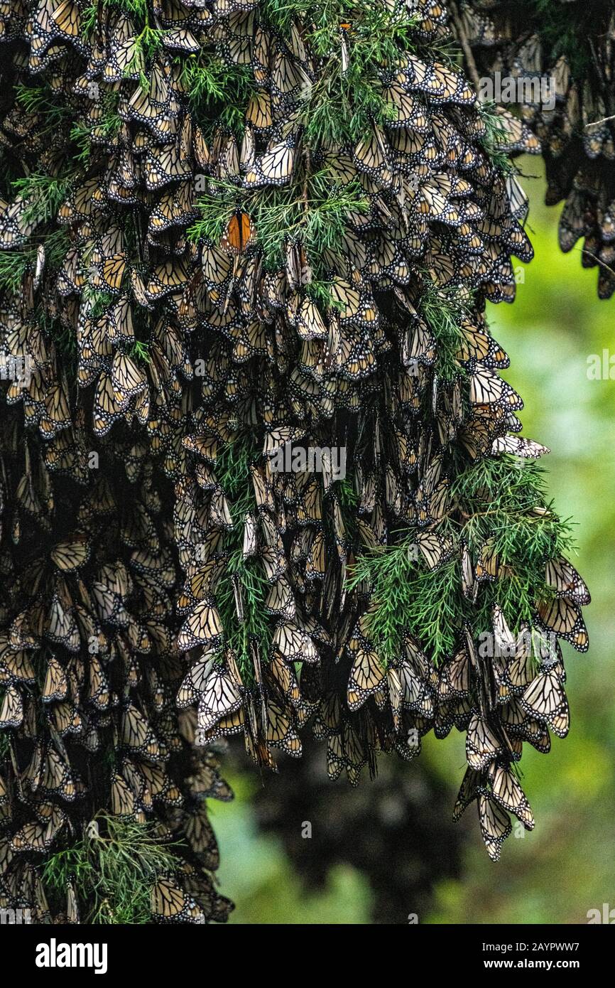 Macheros hi-res stock photography and images - Alamy