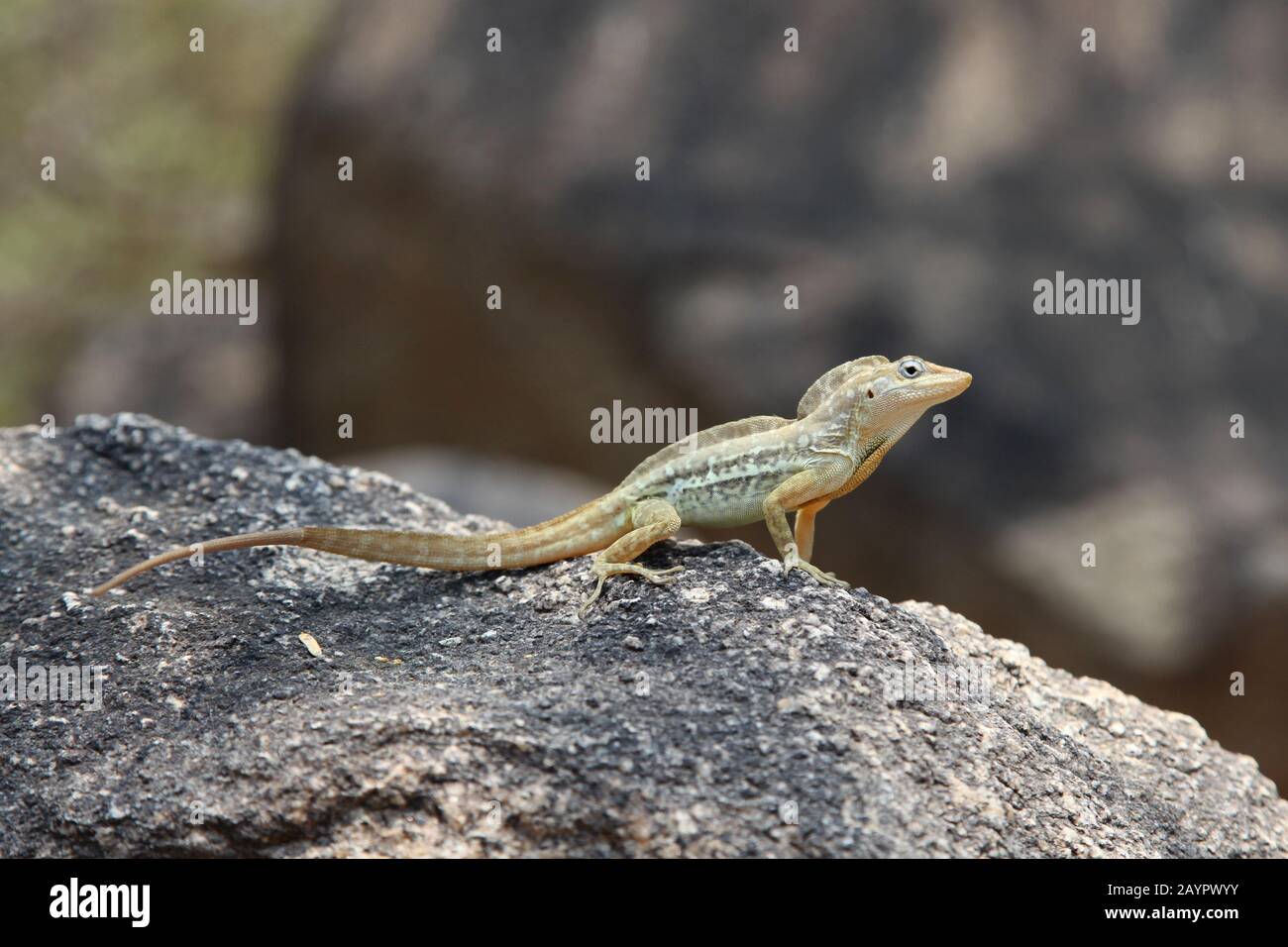 Anolis lineatus or striped anole lizard on a rock, Aruba, Caribbean ...