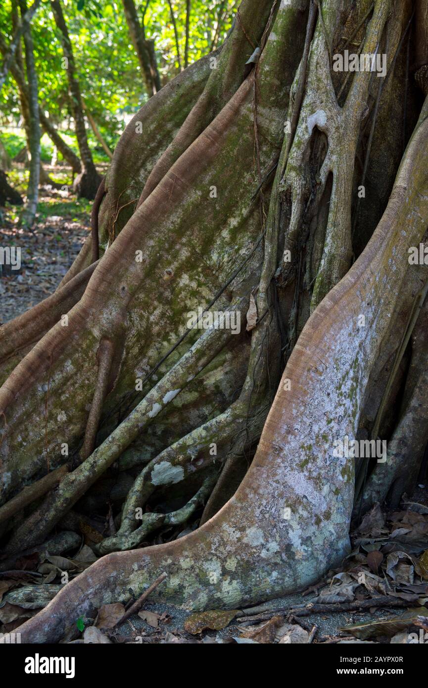 Root system of a tree hi-res stock photography and images - Alamy