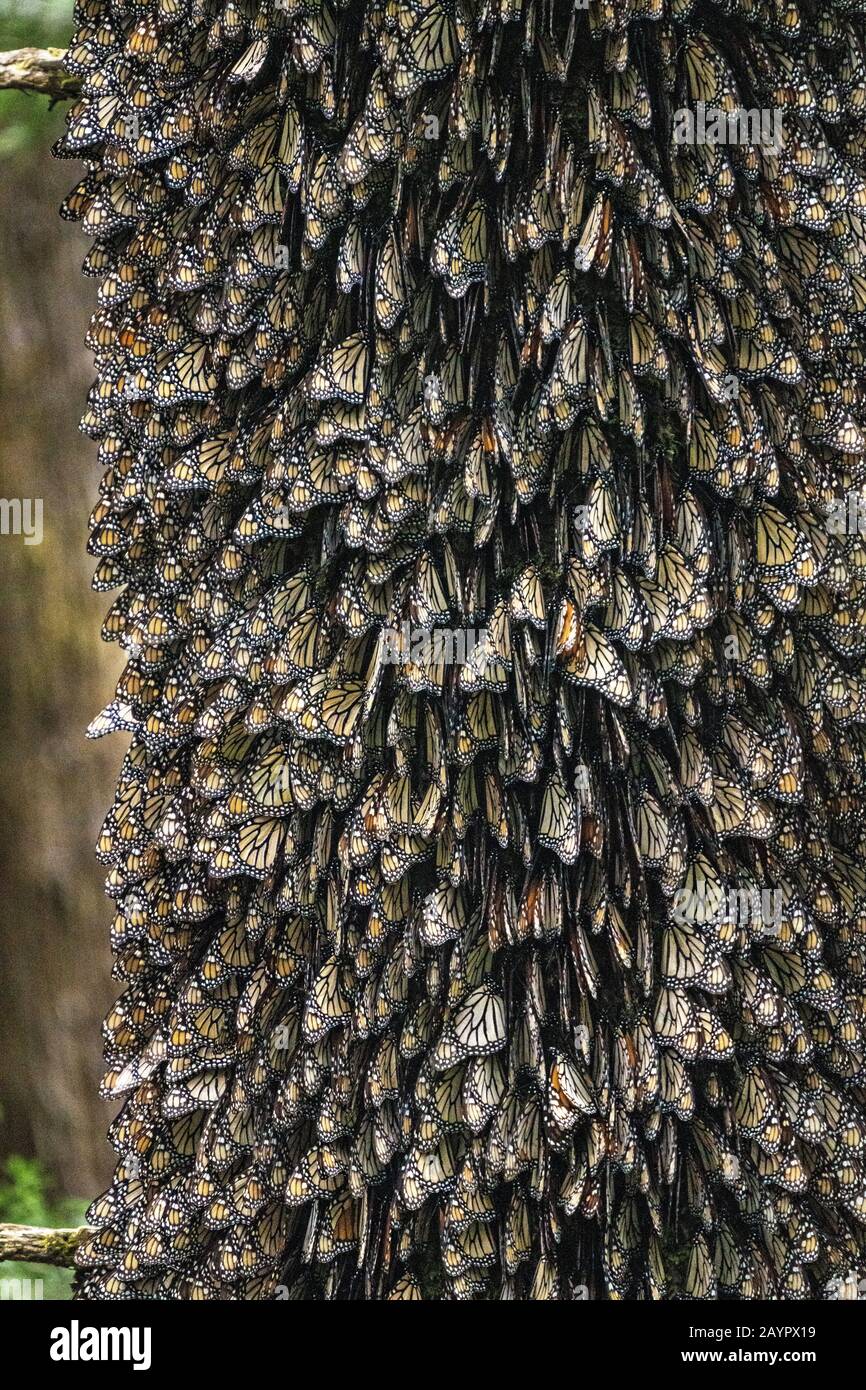 Monarch butterfly on tree trunk hi-res stock photography and images - Alamy