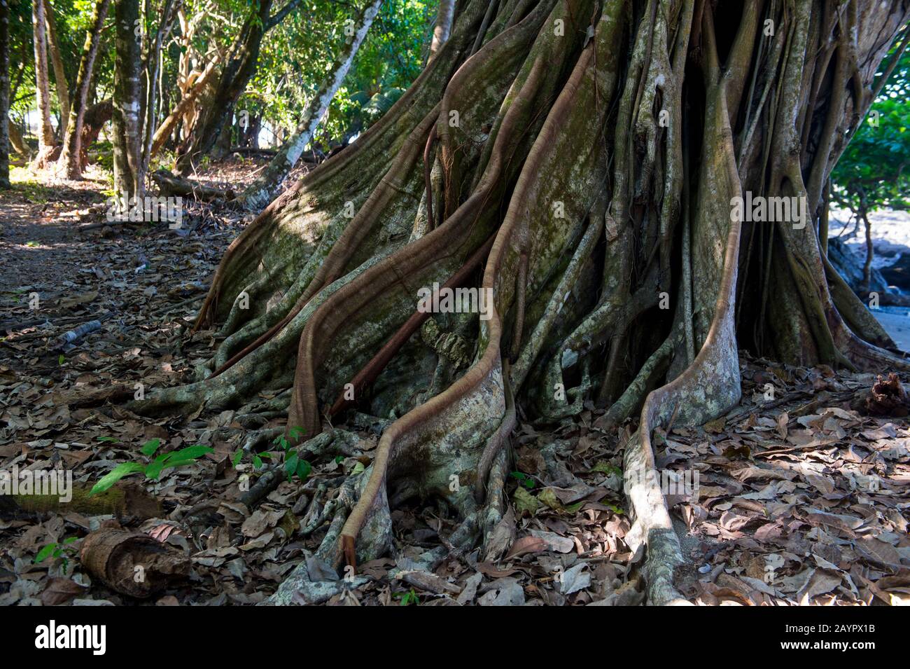 Root system of a tree hi-res stock photography and images - Alamy