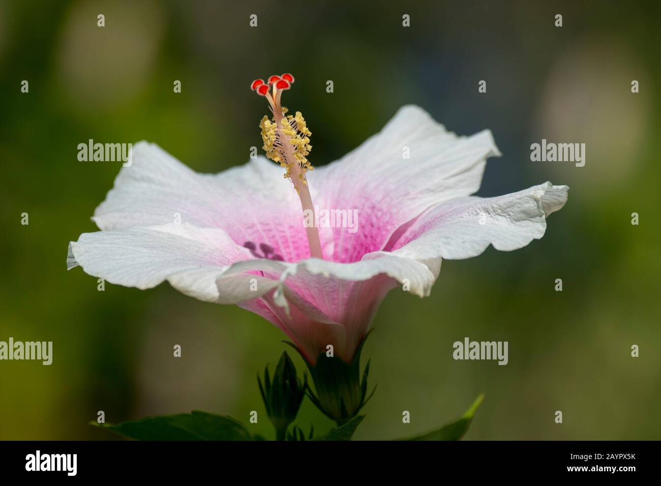A hibiscus flower in the garden of the Campanario Biological Station ...