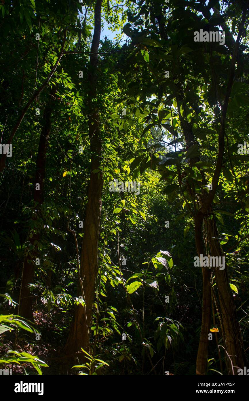Backlit leave in the rainforest near the Campanario Biological Station ...