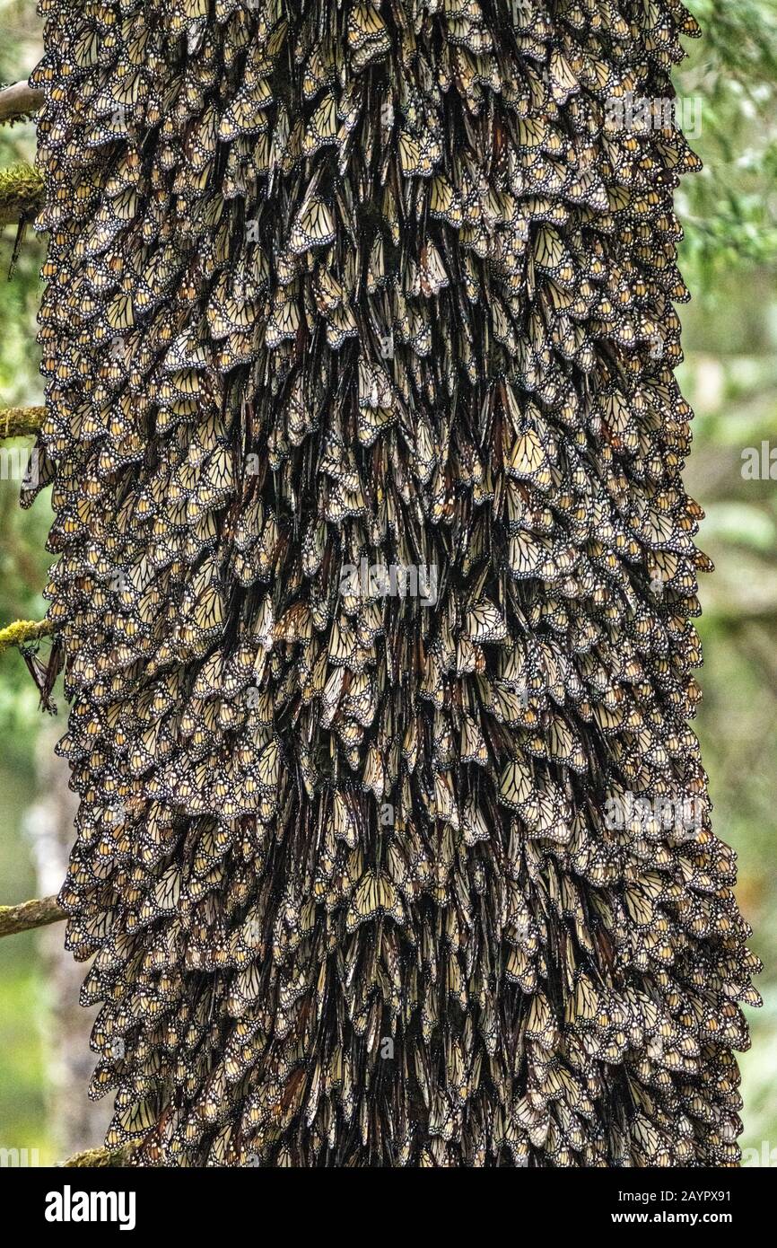 Monarch Butterfly Migration Tree