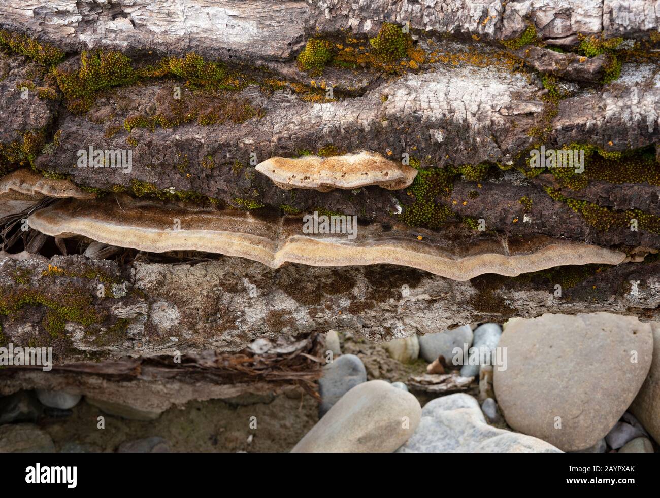 Trog's tramete. The fruiting body of a white rot fungus, Trametes ...