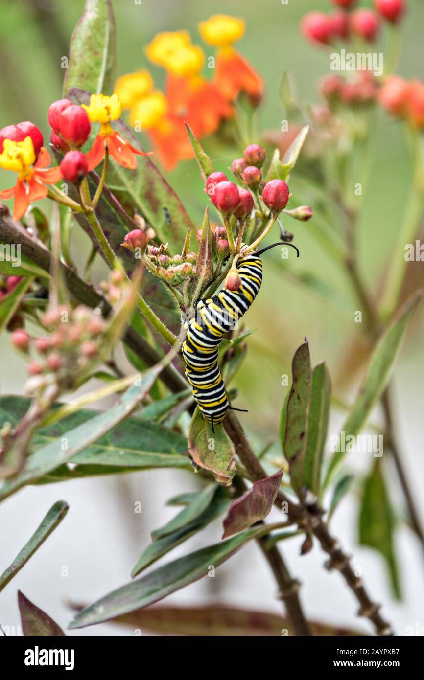 A monarch caterpillar in the fifth state eats milkweed at the Cerro ...