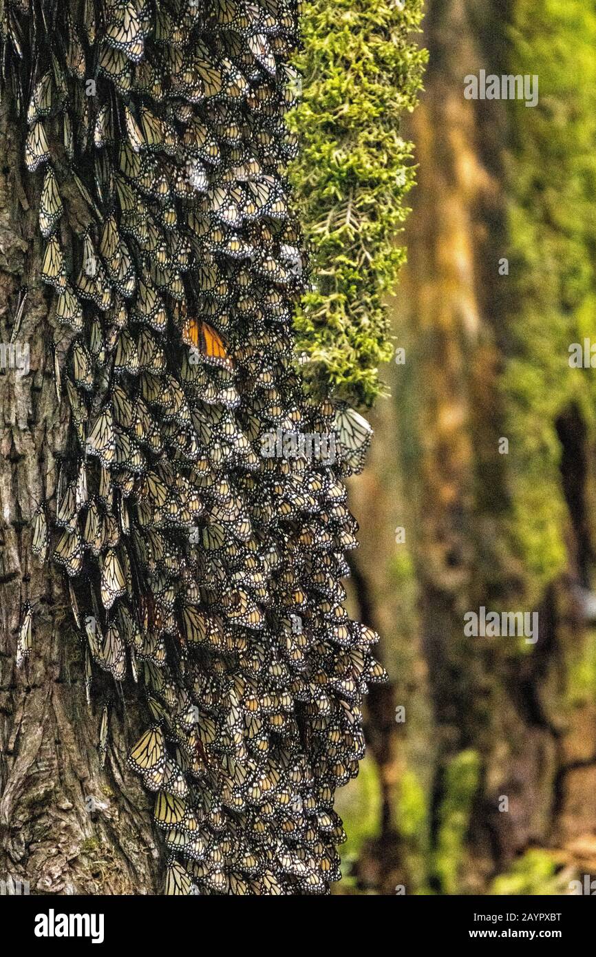 Monarch butterfly on tree trunk hi-res stock photography and images - Alamy