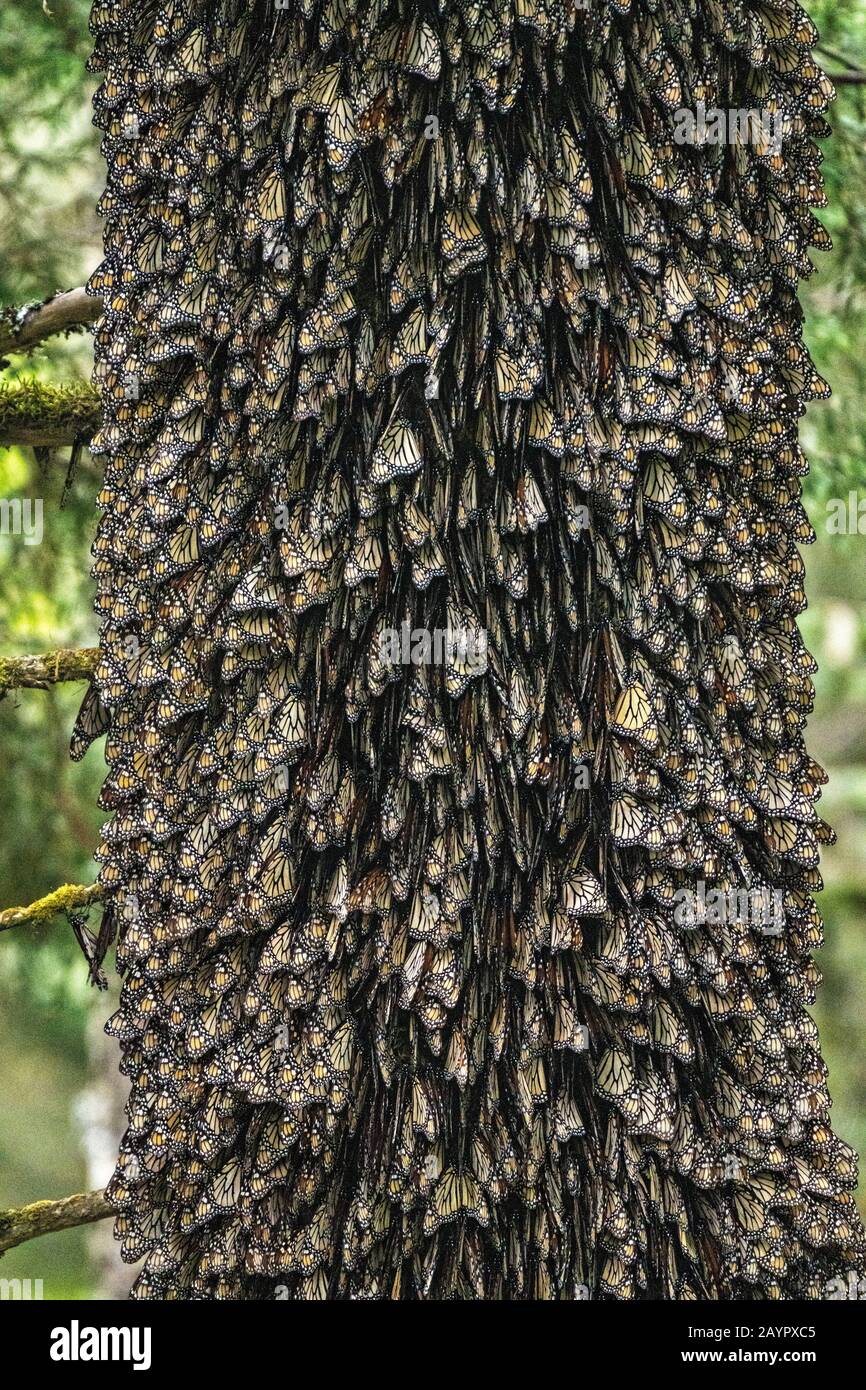 Monarch butterfly on tree trunk hi-res stock photography and images - Alamy
