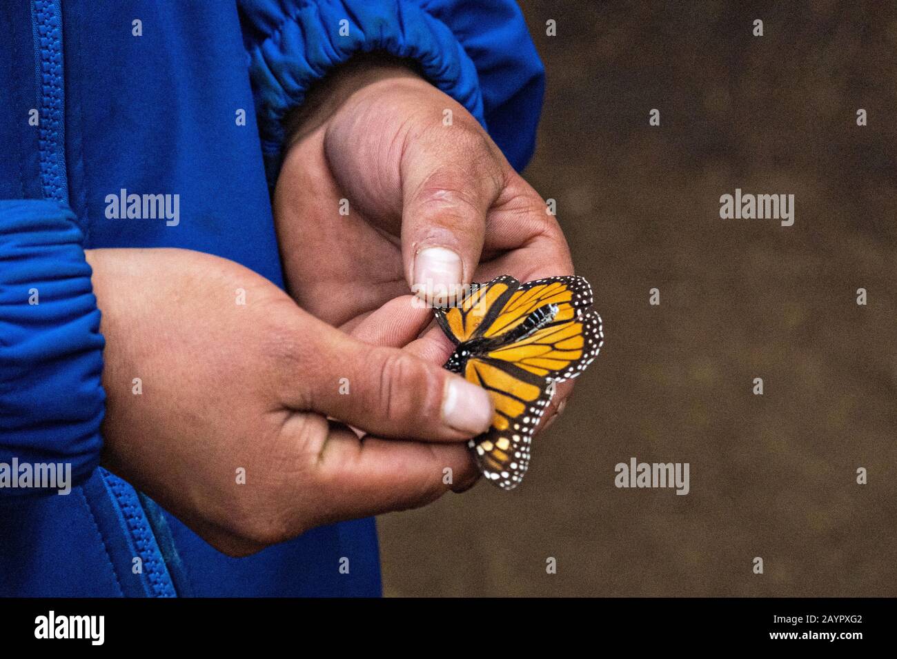 A forest guardian holds dead monarch butterflies scattered on the ...