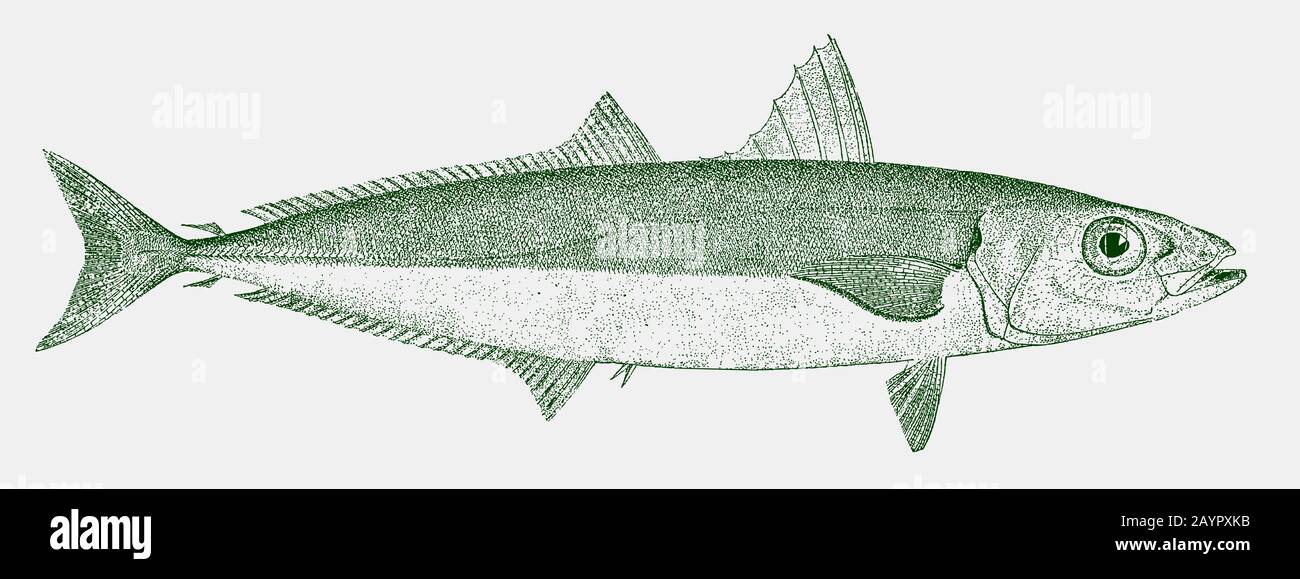 Round scad decapterus punctatus, a fish from the atlantic ocean in side ...