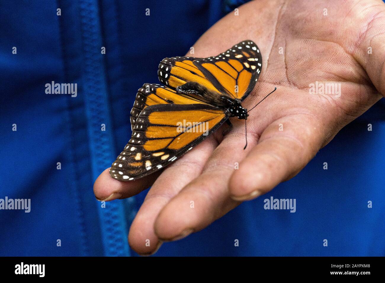 Dead monarch butterfly hi-res stock photography and images - Alamy