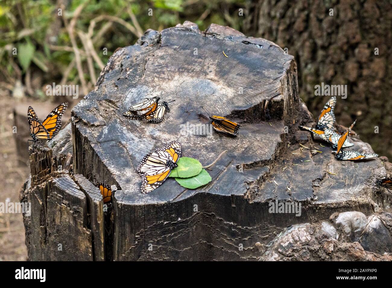 Dead monarch butterflies on a tree stump at an over-winter site in the ...