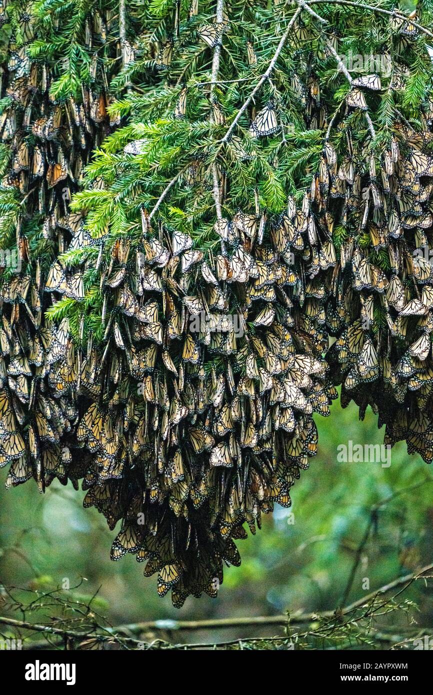 Monarch butterflies mass together to stay warm on a chilly day in their ...