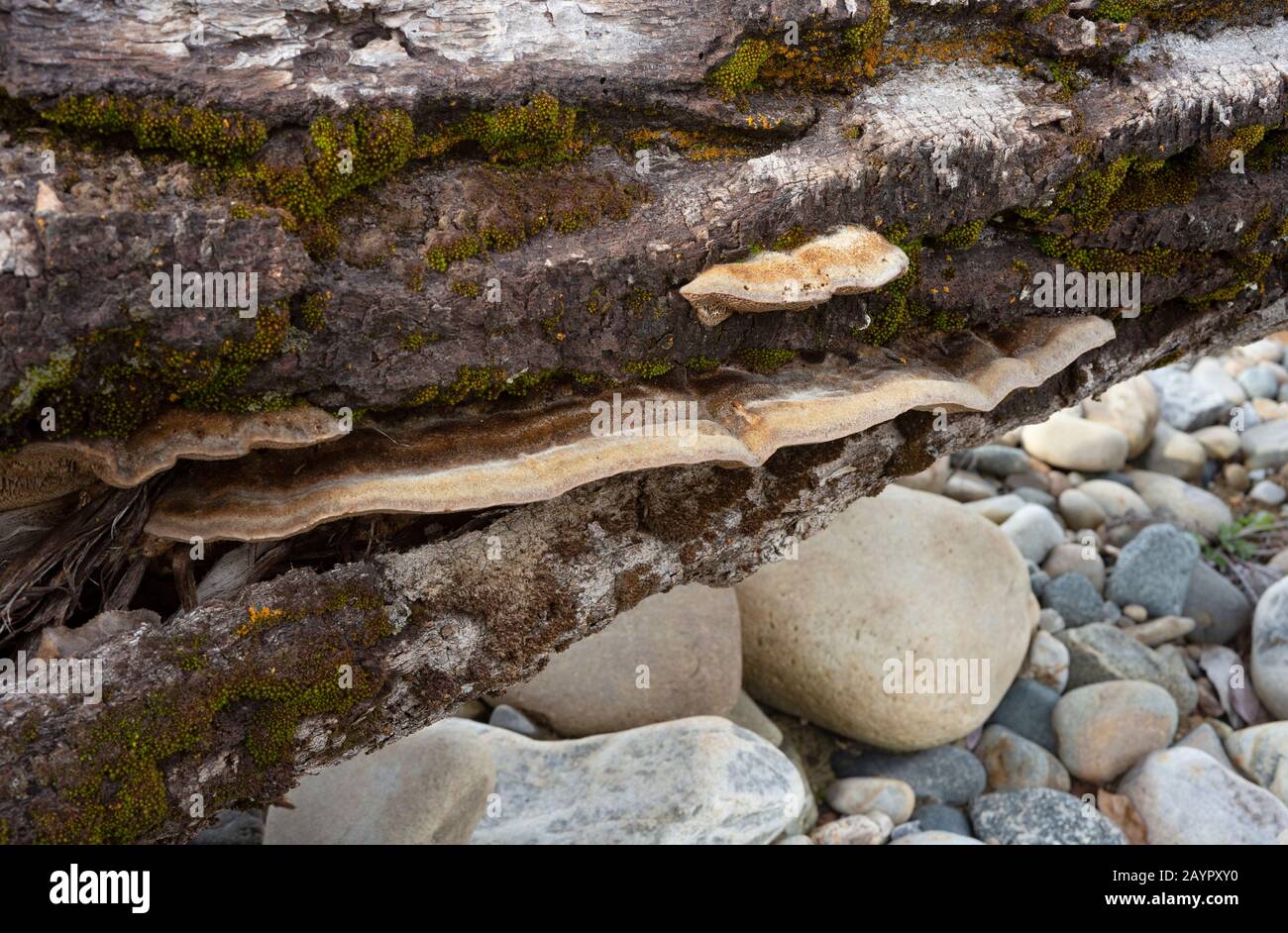 Trog's tramete. The fruiting body of a white rot fungus, Trametes ...
