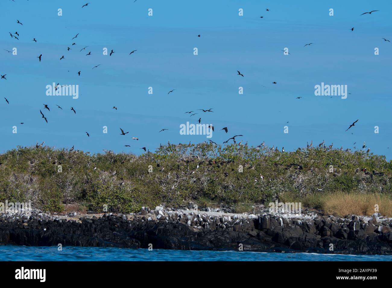 View of Iguana Island in Panama with Magnificent frigate birds (Fregata ...