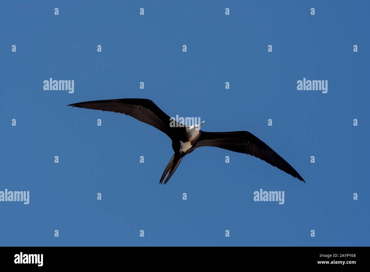 Magnificent frigate bird female hi-res stock photography and images - Alamy