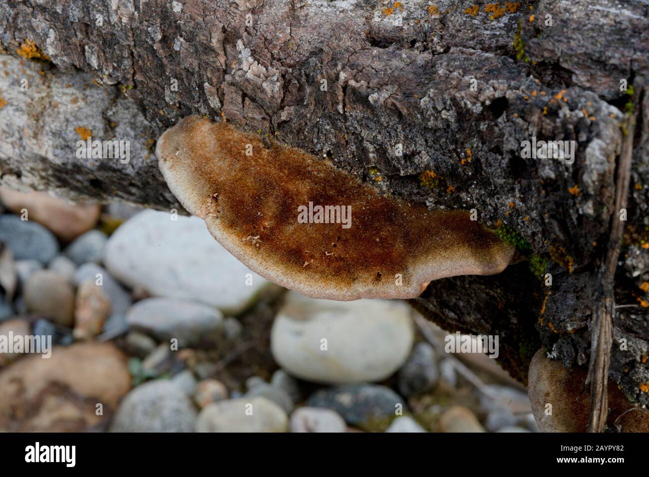 Trog's tramete. The fruiting body of a white rot fungus, Trametes ...