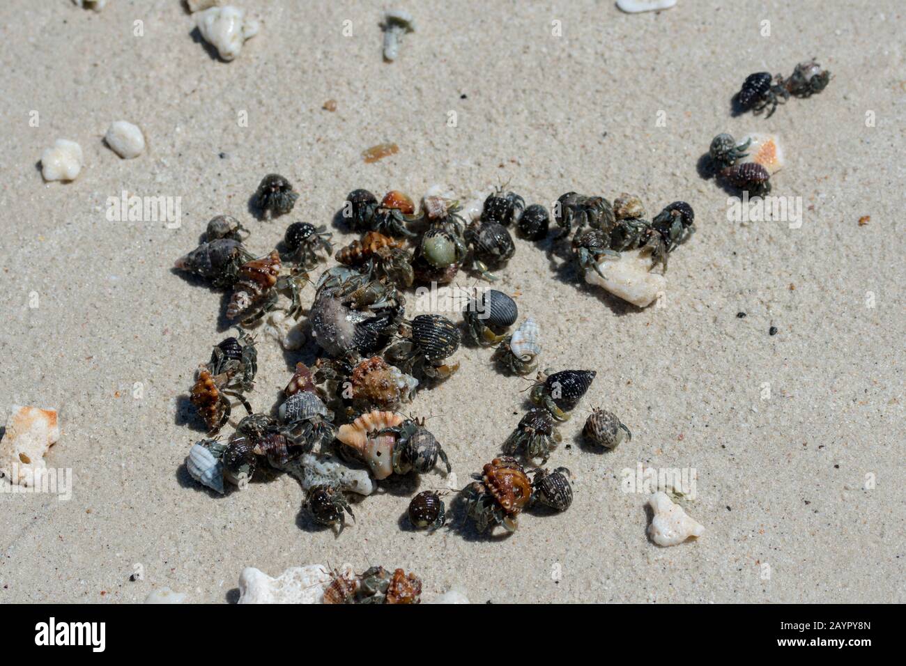 Crab beach panama hi-res stock photography and images - Alamy