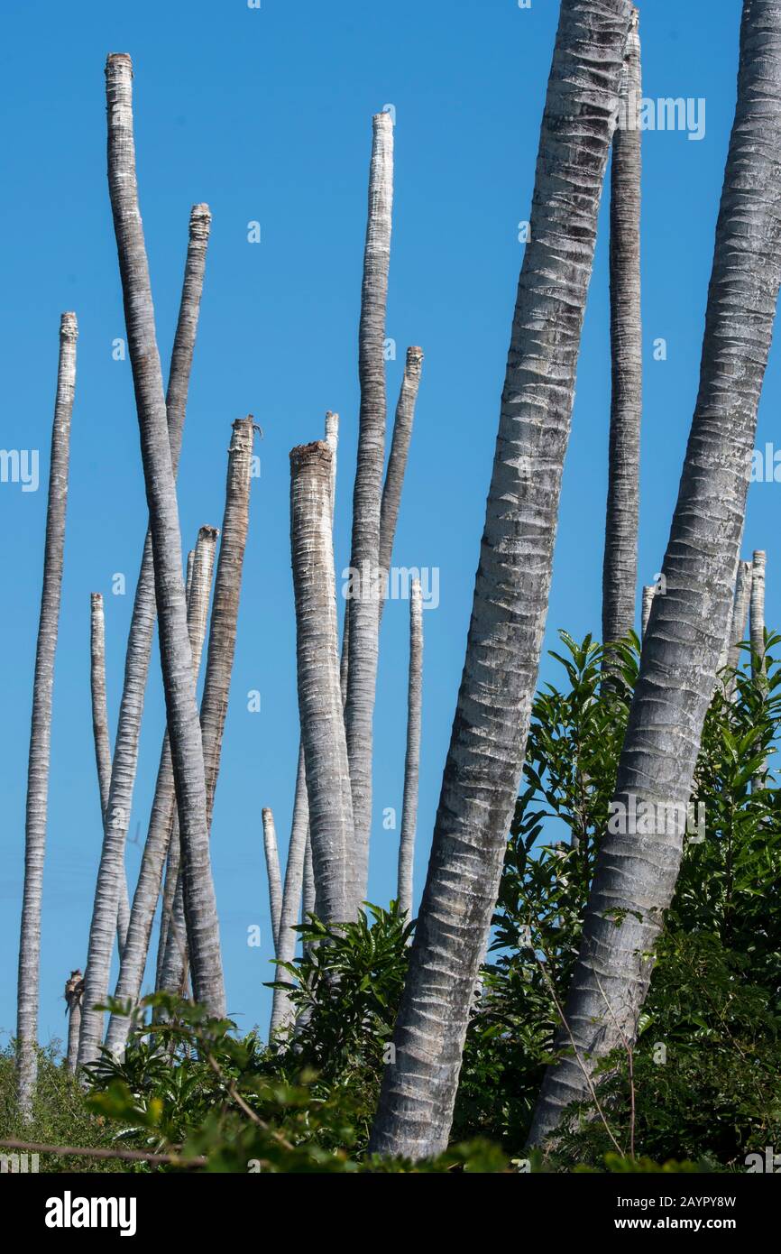 View of the remains of coconut palm trees after the top was being blown ...