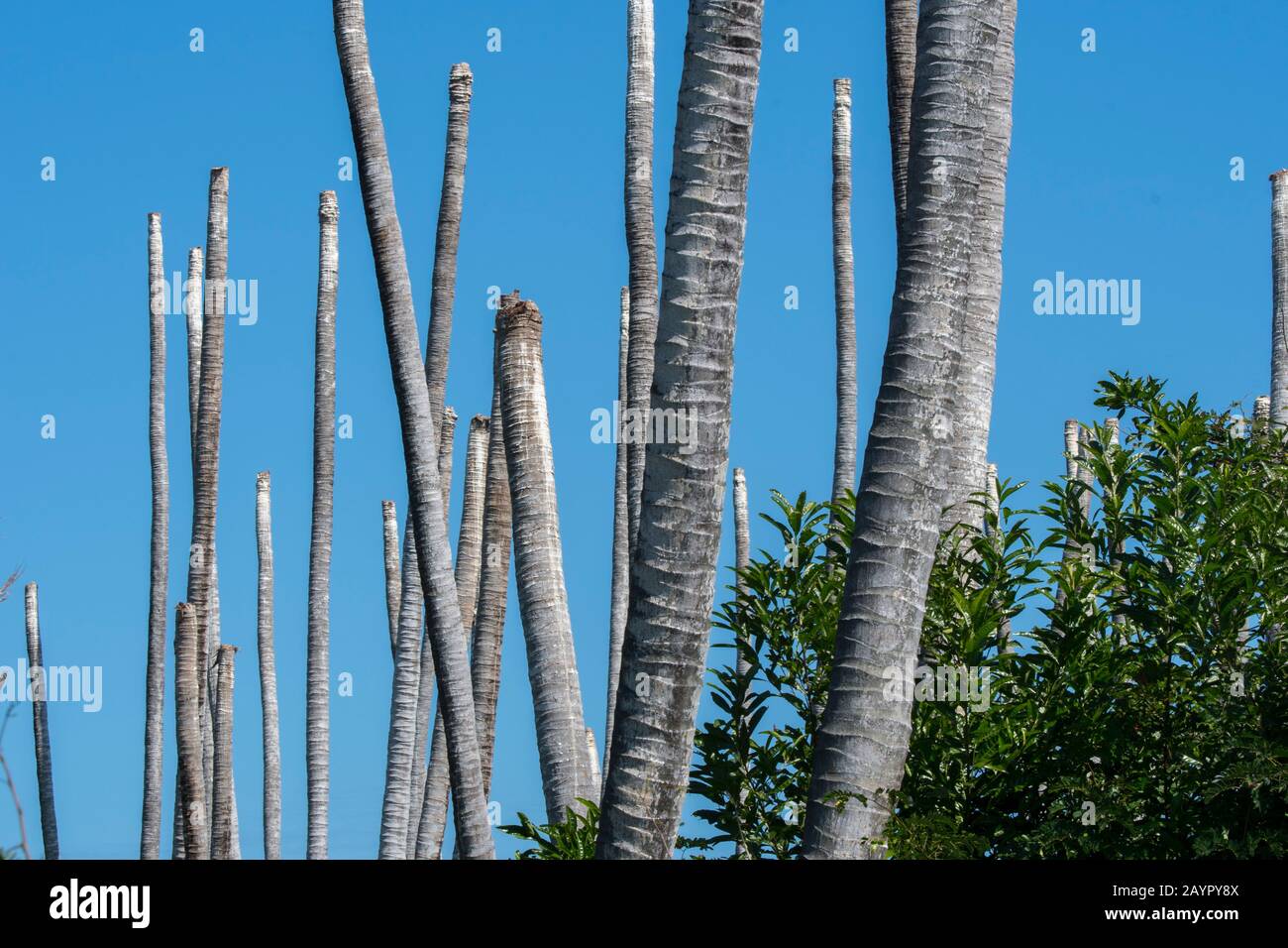 View of the remains of coconut palm trees after the top was being blown ...