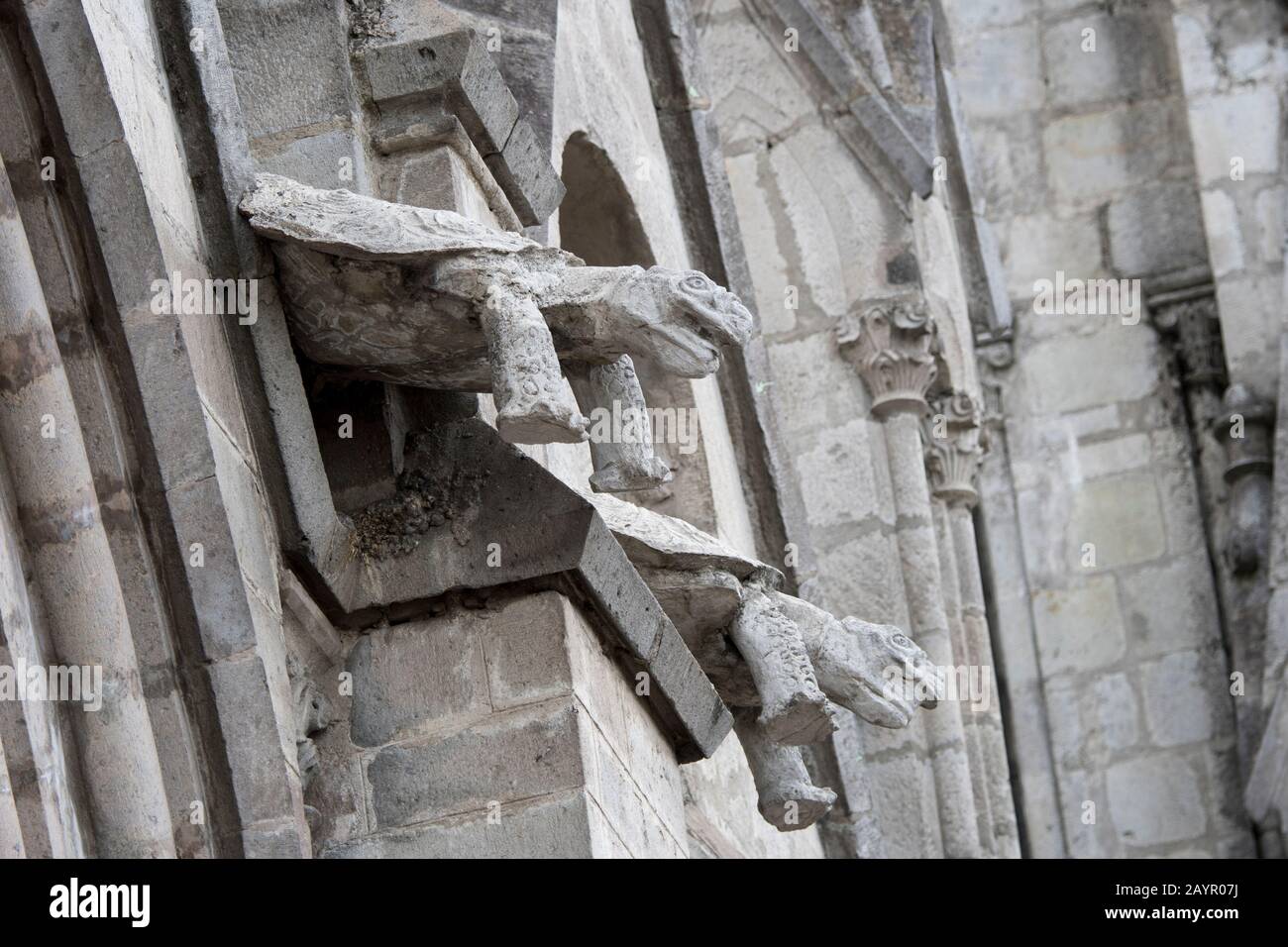 Roman tortoise hi-res stock photography and images - Alamy
